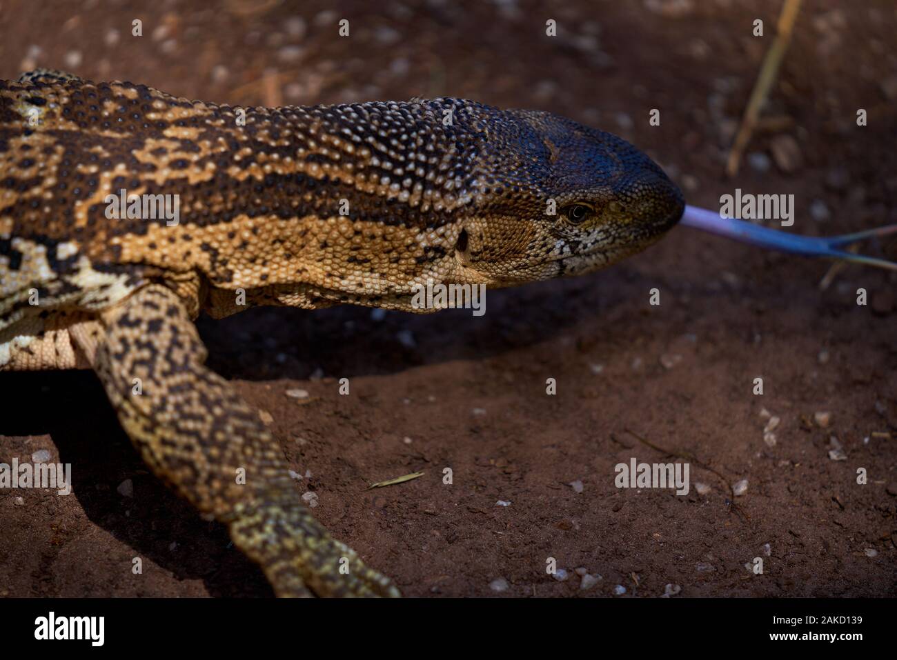 Snake sanctuary in Tsitsicama South Africa Stock Photo - Alamy