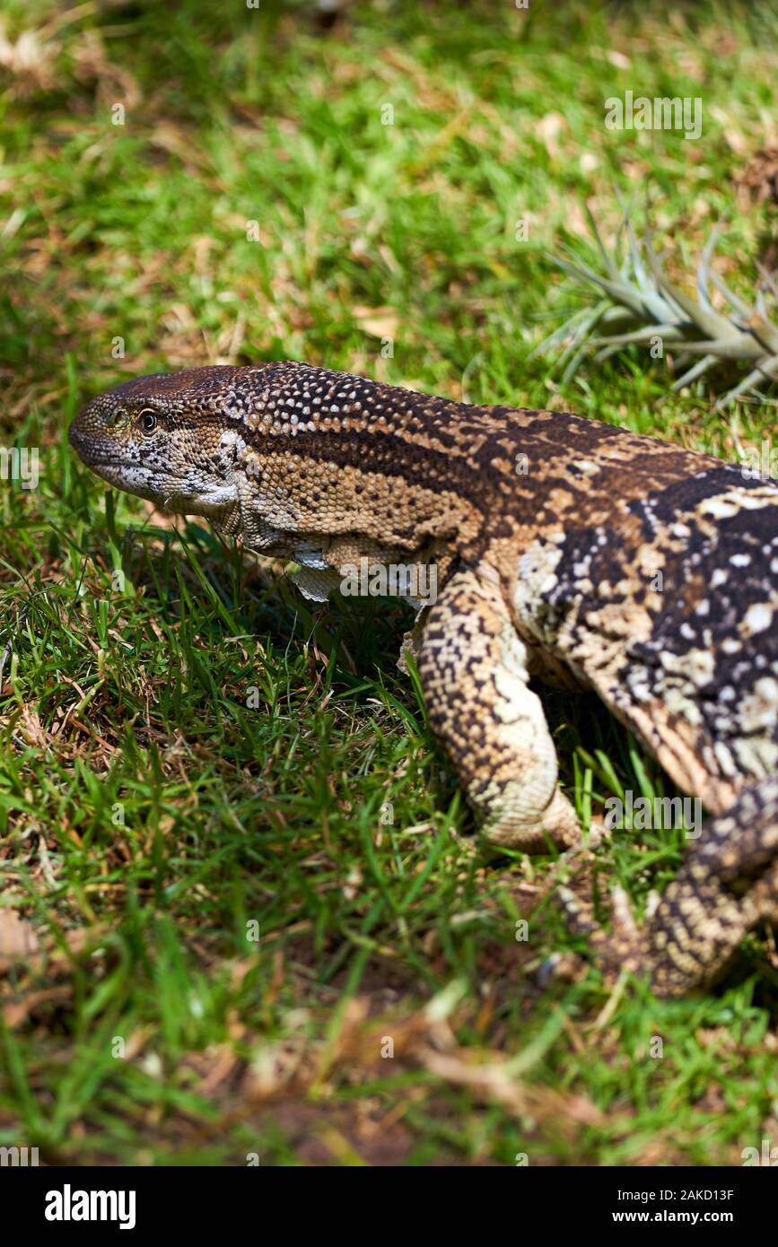 Snake sanctuary in Tsitsicama South Africa Stock Photo - Alamy