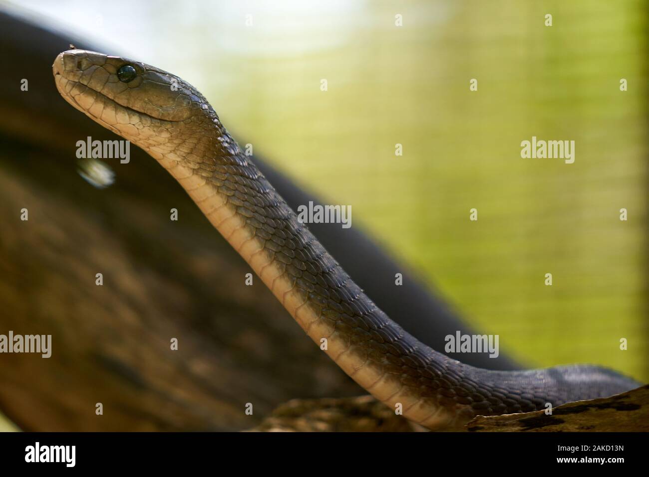 Snake sanctuary in Tsitsicama South Africa Stock Photo - Alamy