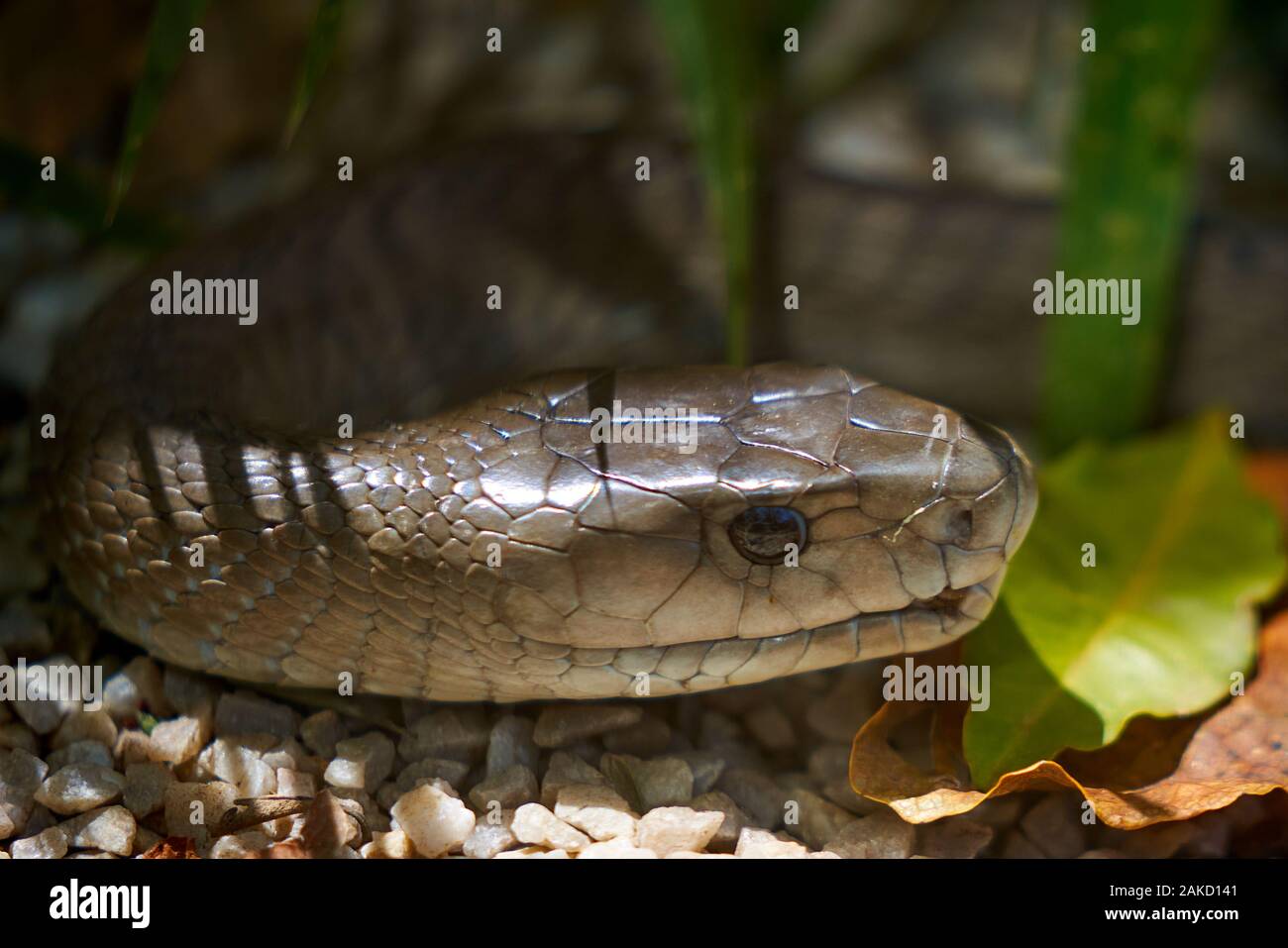 Snake sanctuary in Tsitsicama South Africa Stock Photo - Alamy