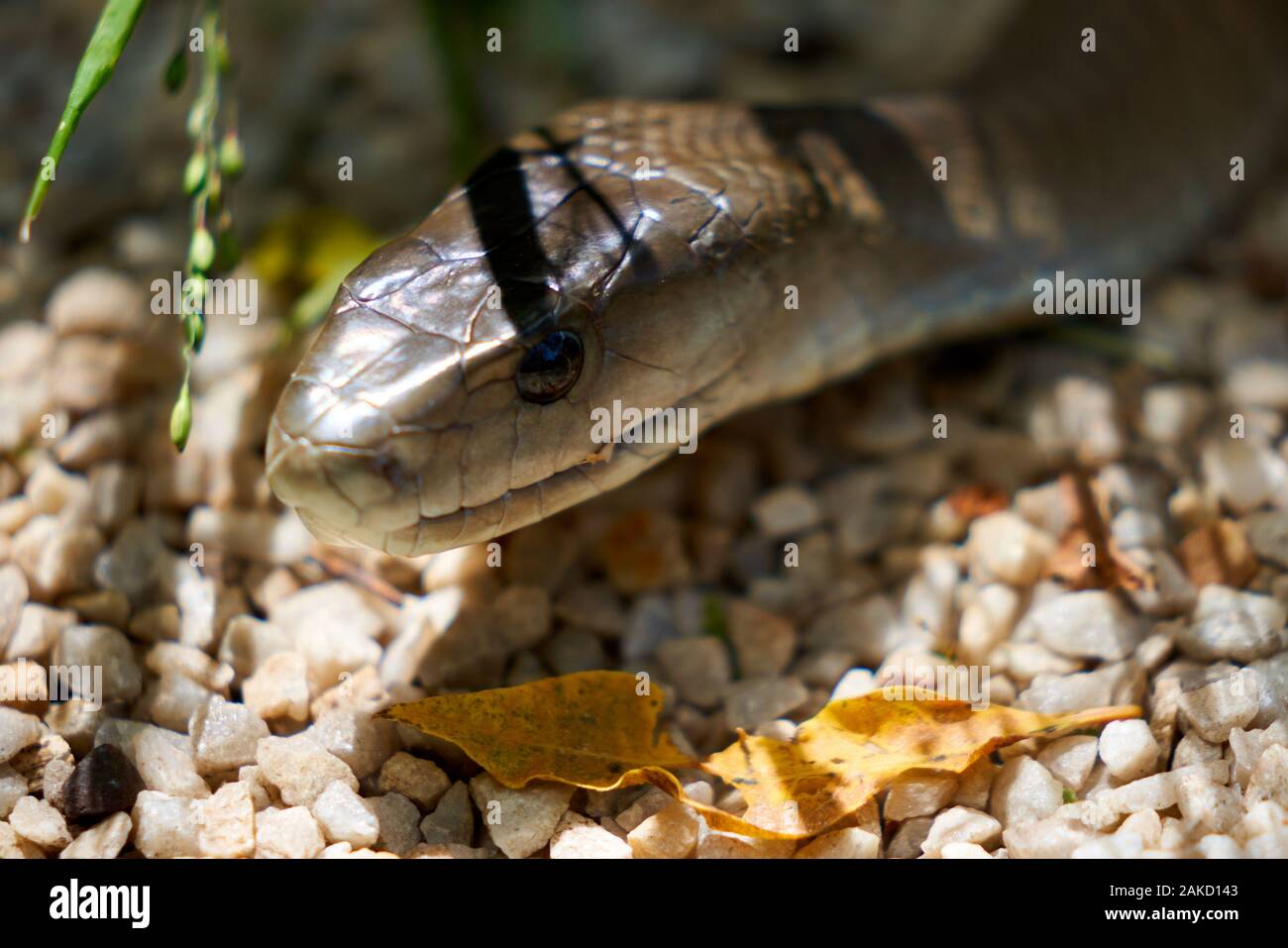 Snake sanctuary in Tsitsicama South Africa Stock Photo - Alamy