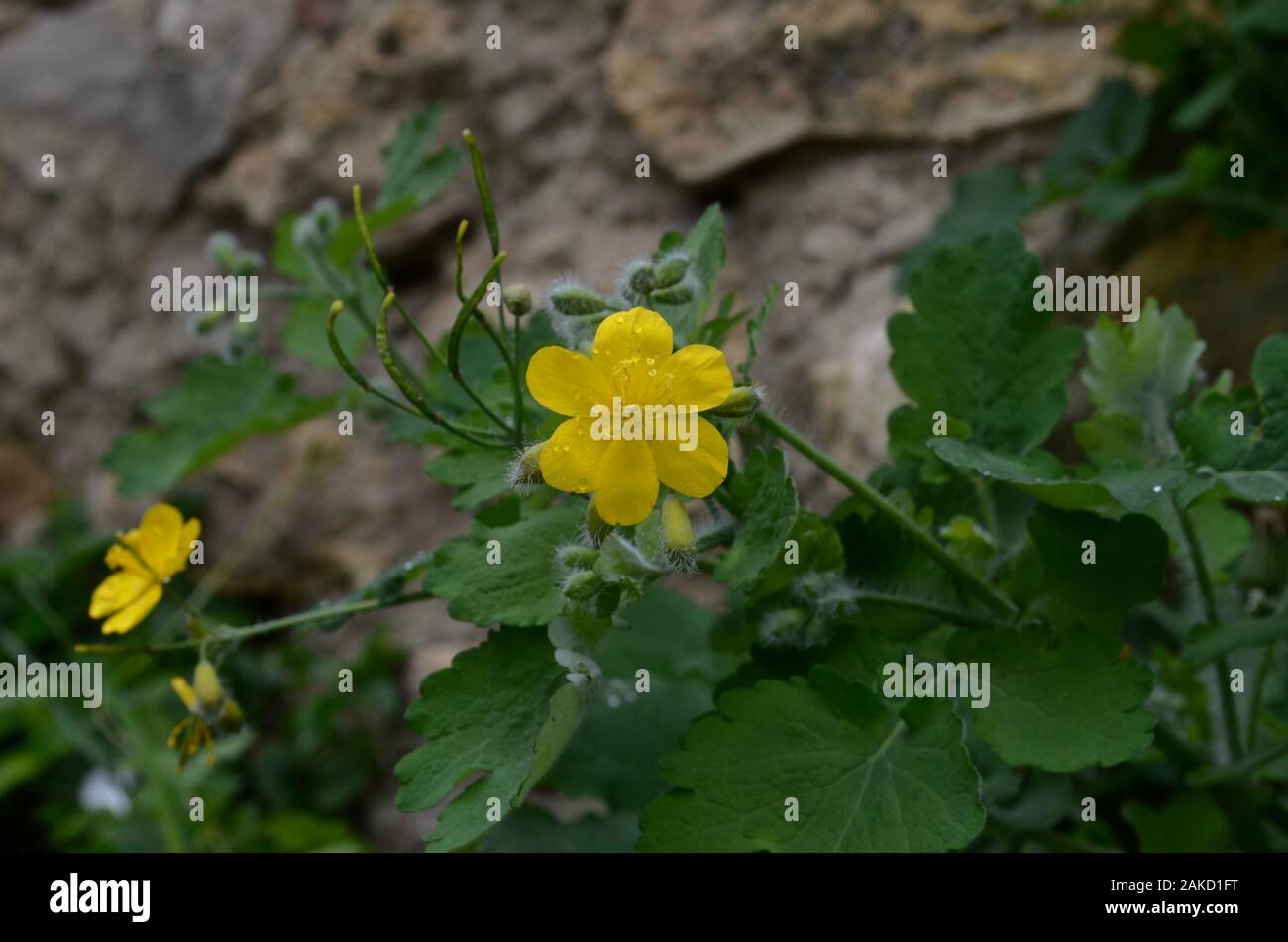 Shell laying hi-res stock photography and images - Alamy