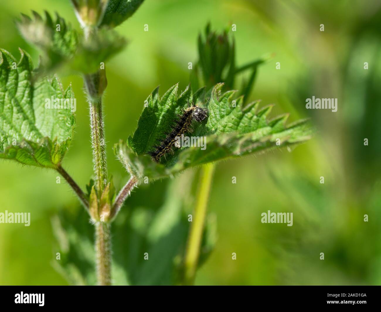 Tortoiseshell caterpillar on a stinging nettle Stock Photo - Alamy