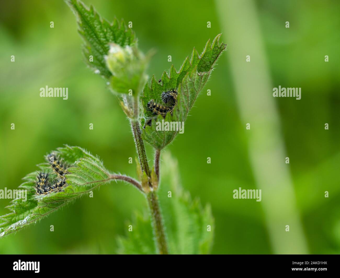 Larvae of small tortoiseshell hi-res stock photography and images - Alamy