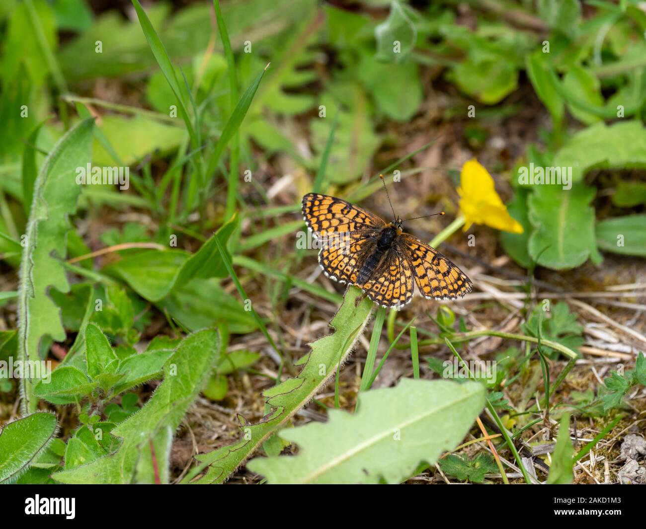 Glanville Fritillary (Melitaea cinxia ) butterfly Stock Photo - Alamy
