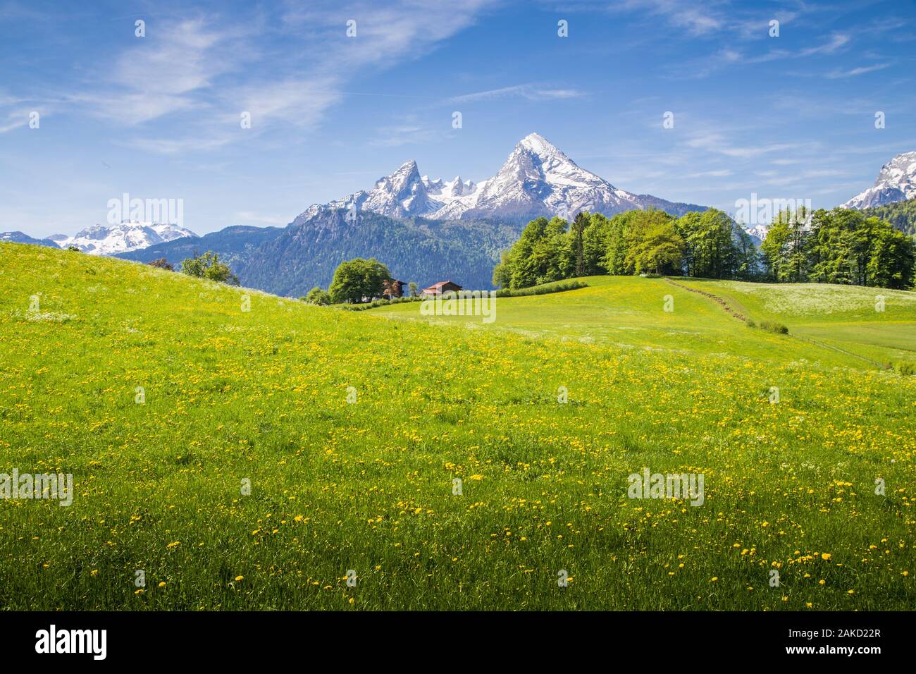 Spring meadow flowers forest germany hi-res stock photography and ...