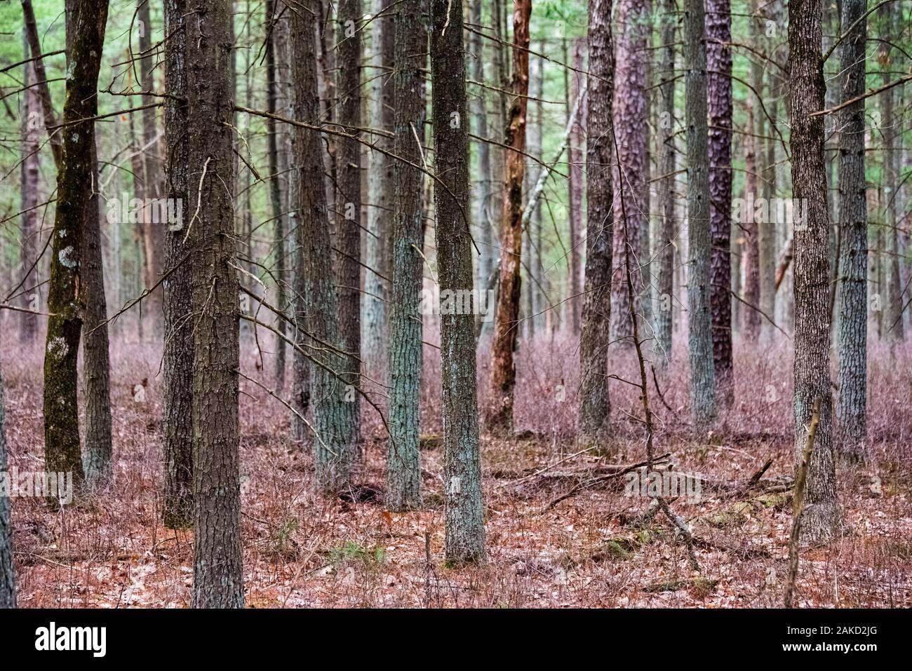 Pines trees in a pine forest with no leaves or branches Stock Photo - Alamy