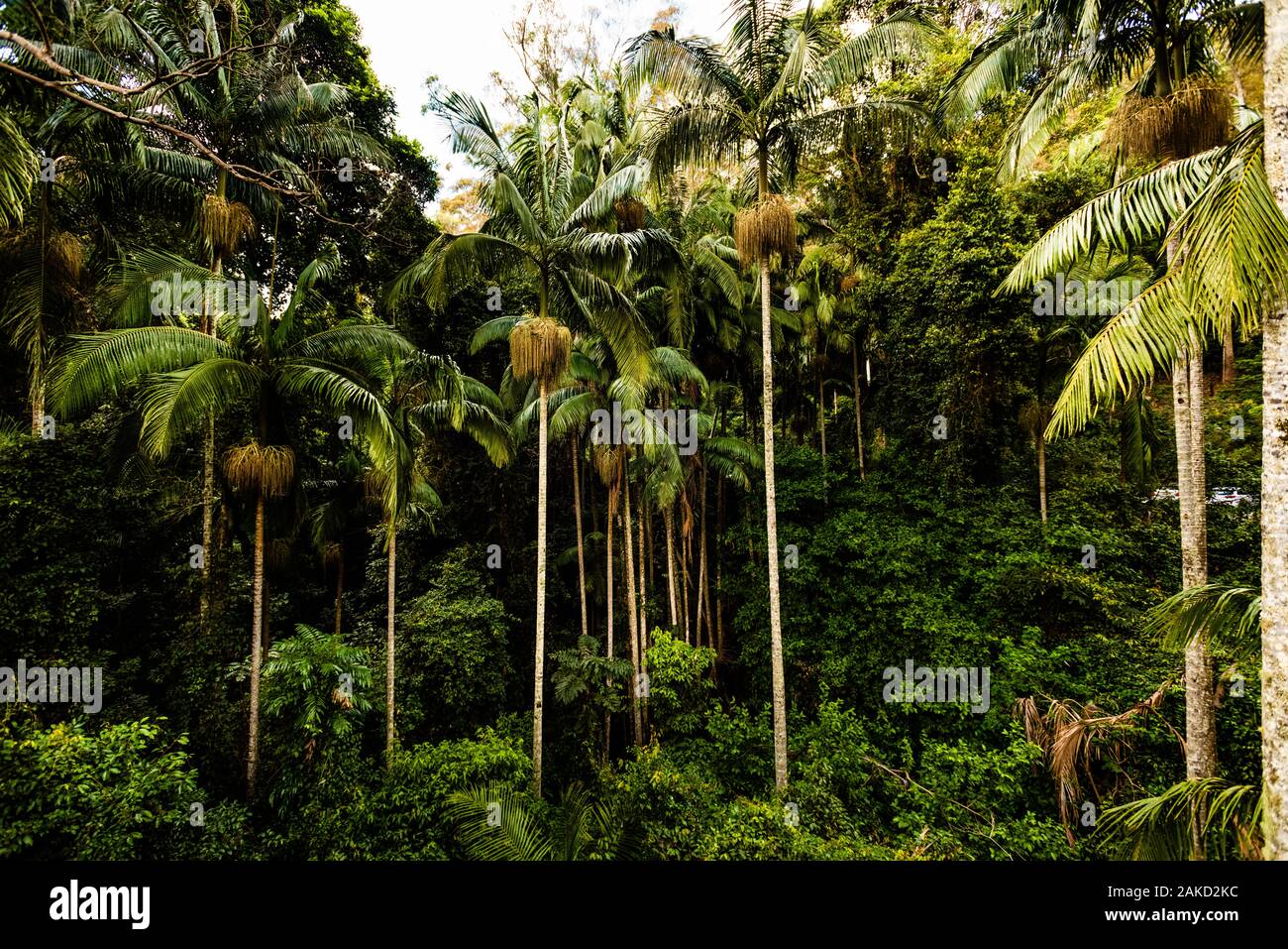 An abstract landscape of a rainforest with palm trees Stock Photo - Alamy
