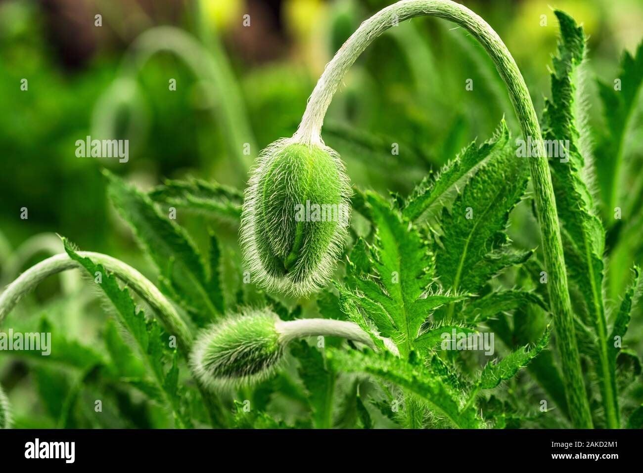 Young spring plant. Sprout of a young poppy in a meadow.Young green ...