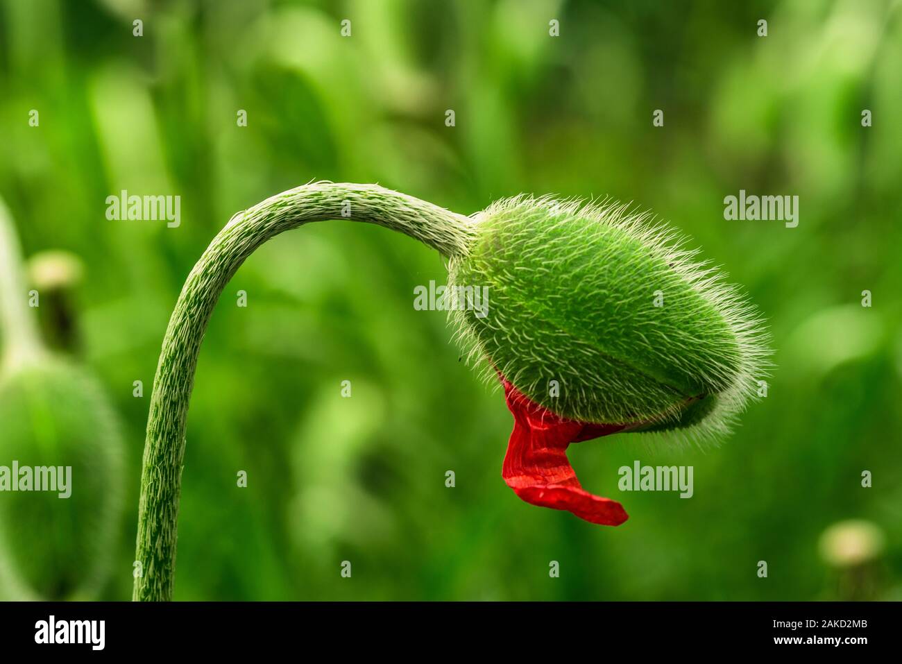 Young spring plant. Sprout of a young poppy in a meadow.Young green ...