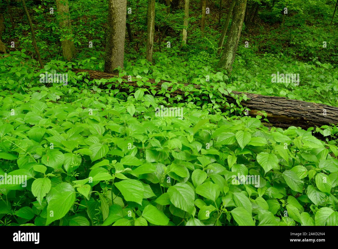 Lush growth of spring vegetation in the Indiana Dunes State Park Stock ...