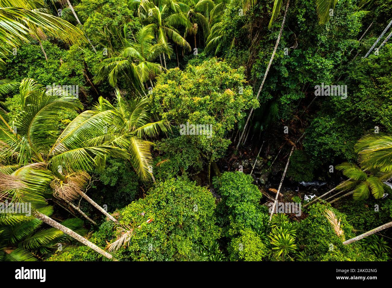 Looking down on the tops of trees in a rainforest Stock Photo - Alamy
