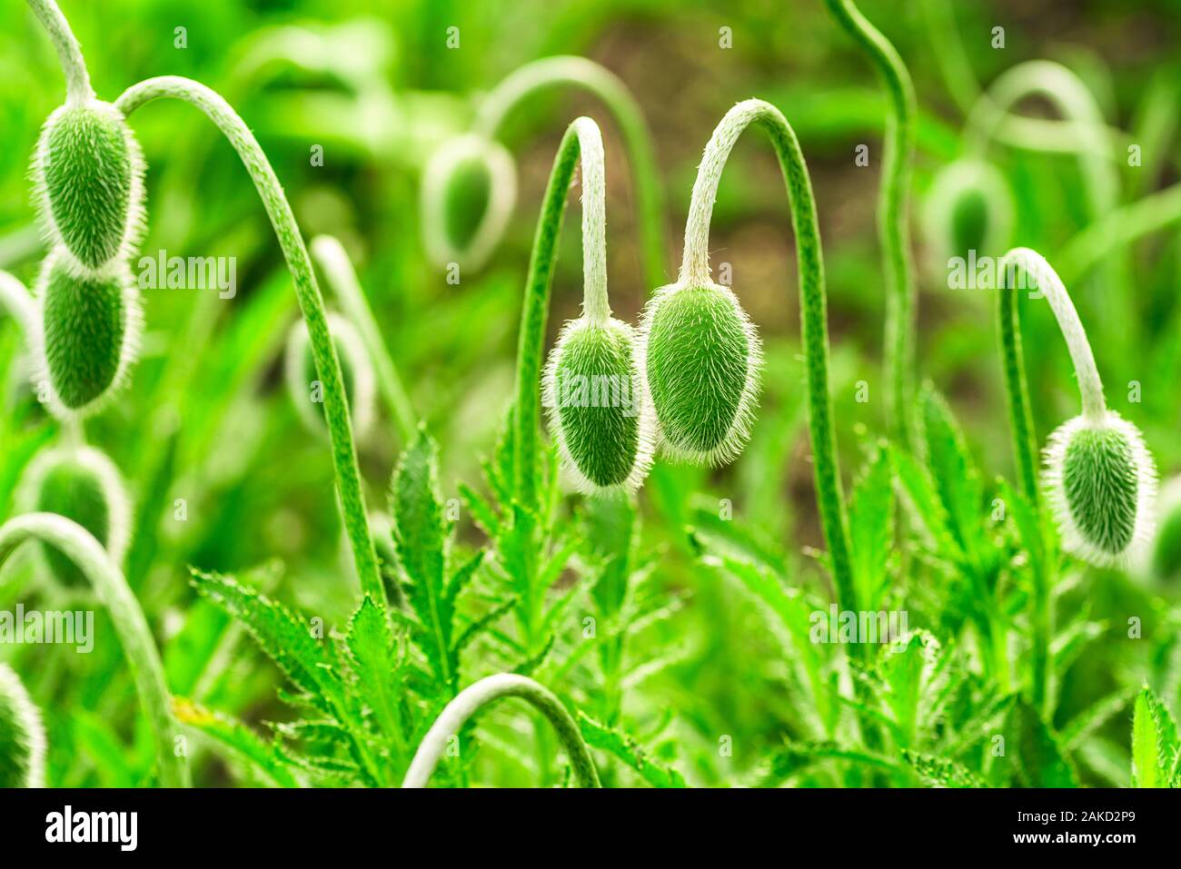 Young spring plant. Sprout of a young poppy in a meadow.Young green ...
