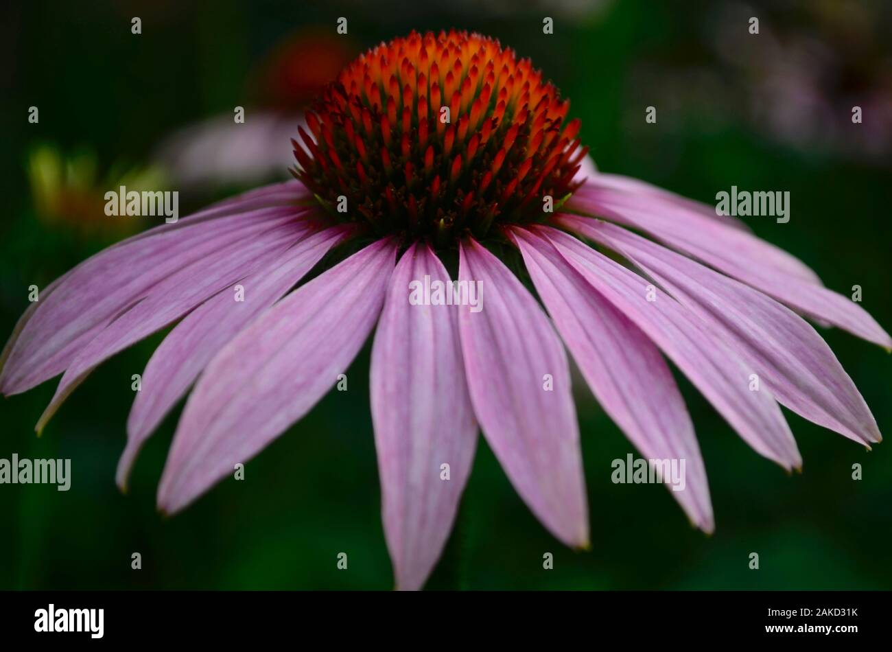 The flower of echinacea medicinal completely bloomed in the garden ...