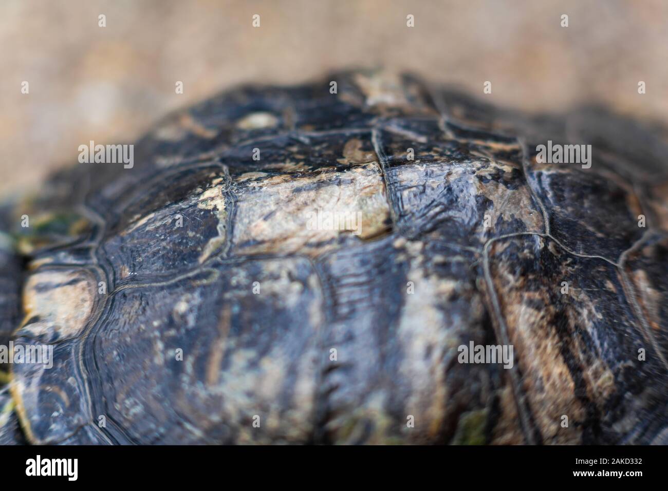 Red Eared Terrapin - Trachemys scripta elegans. Red eared slider turtle ...