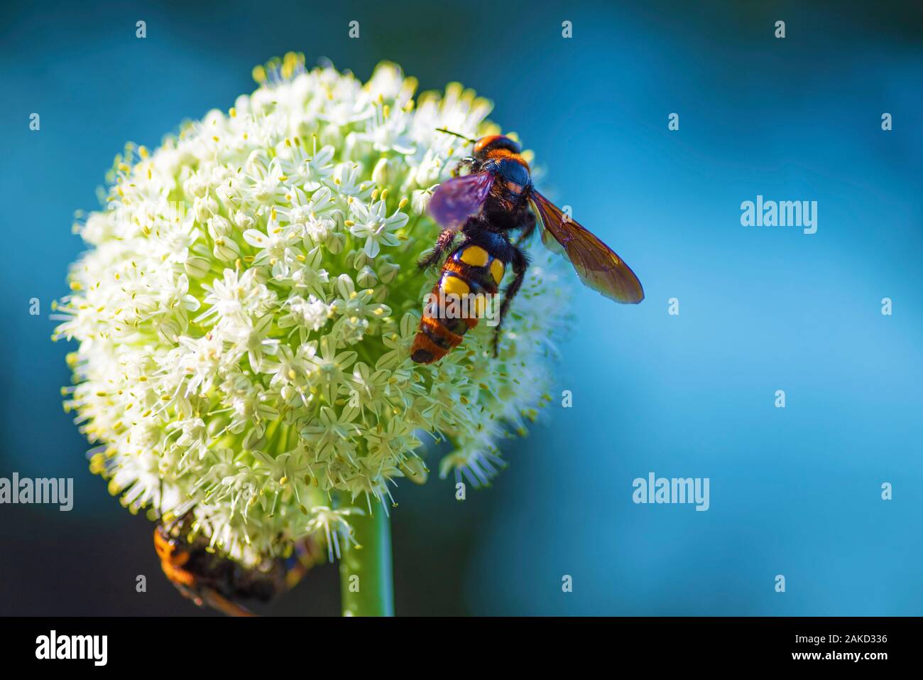 Scola lat. Megascolia maculata lat. Scolia maculata is a species of ...
