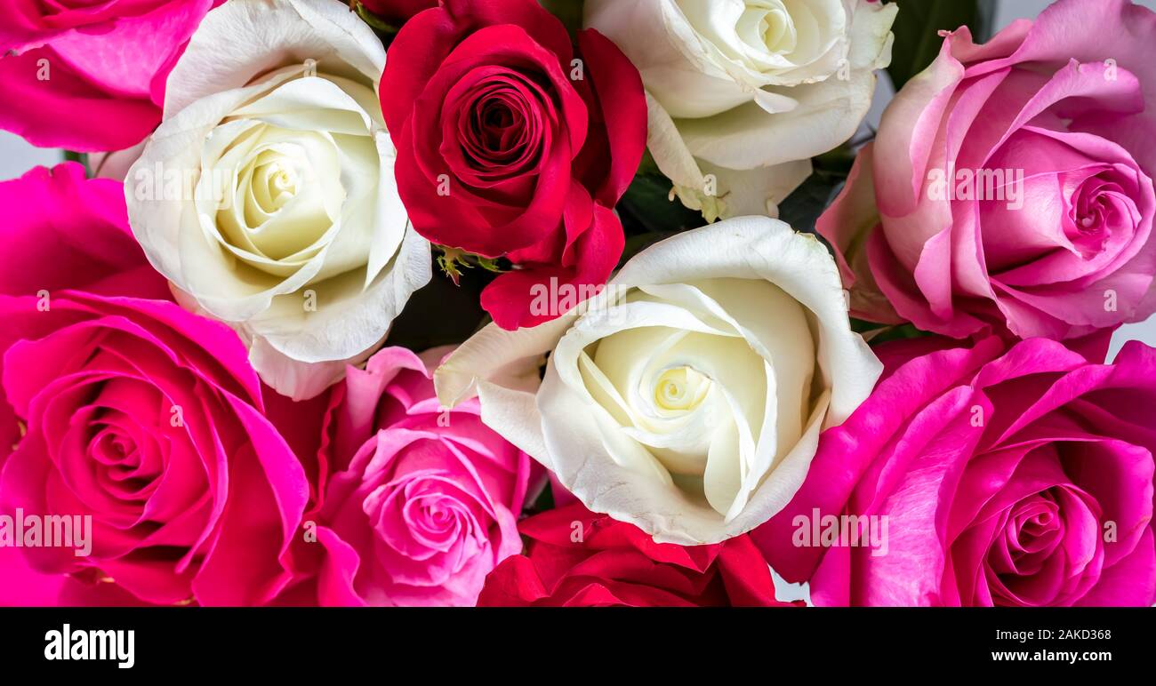 Macro close up of different coloured roses Stock Photo - Alamy