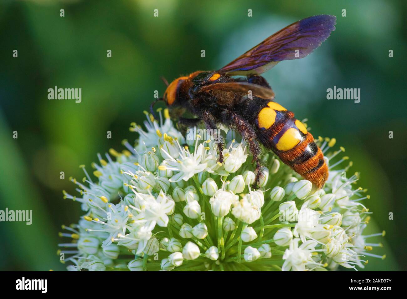 Mammoth wasps hi-res stock photography and images - Alamy