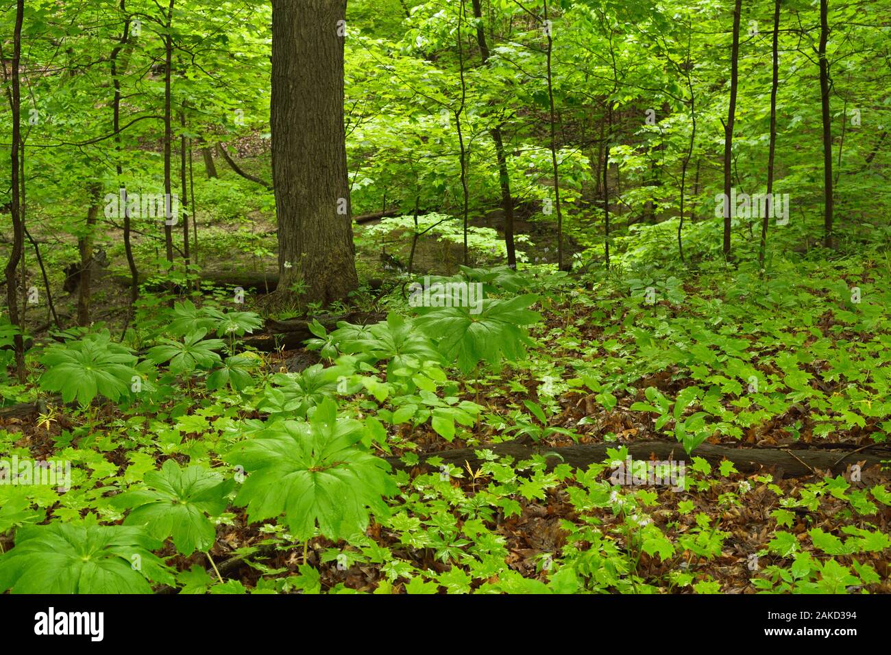 Forest Floor Plants