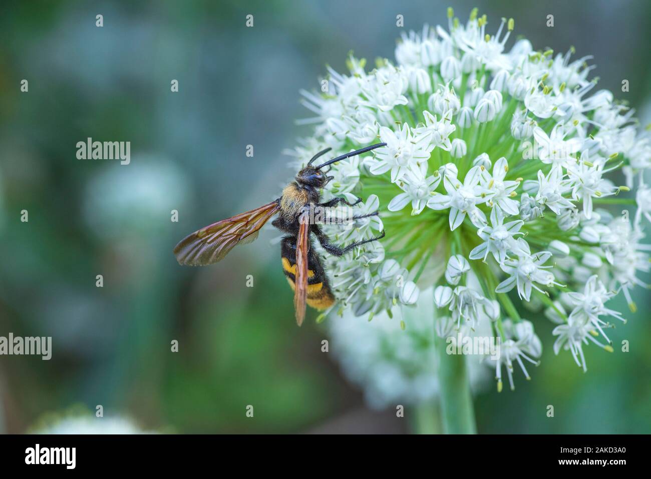 Mammoth wasps hi-res stock photography and images - Alamy