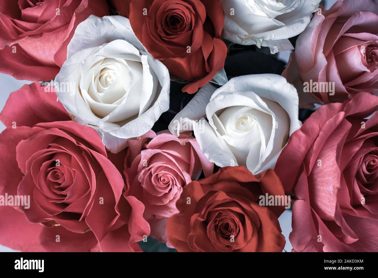 Close up view of desaturated roses Stock Photo - Alamy
