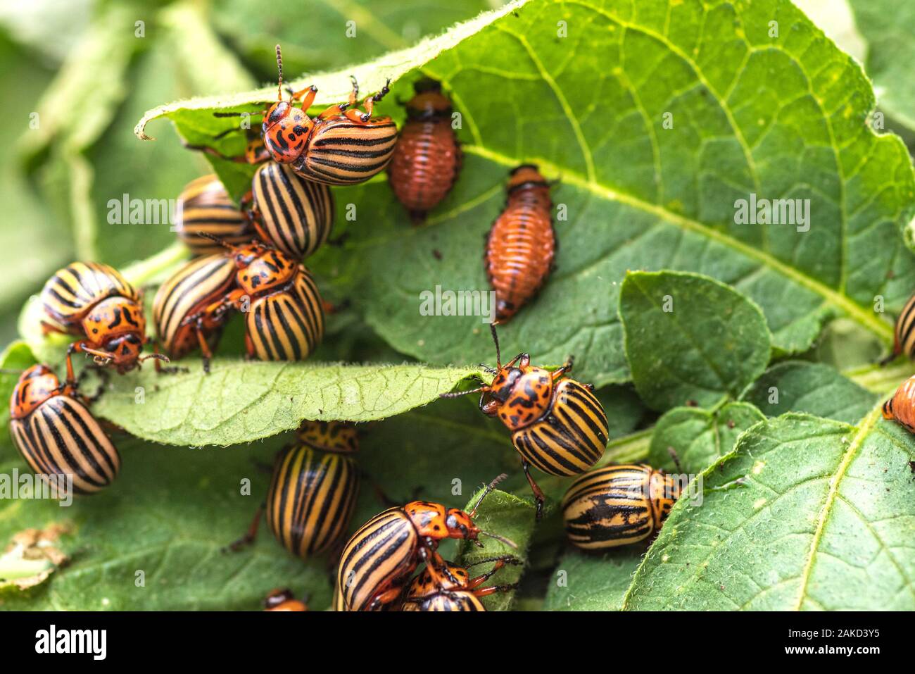 Many Colorado potato beetle.Potato bugs on foliage of potato in nature ...