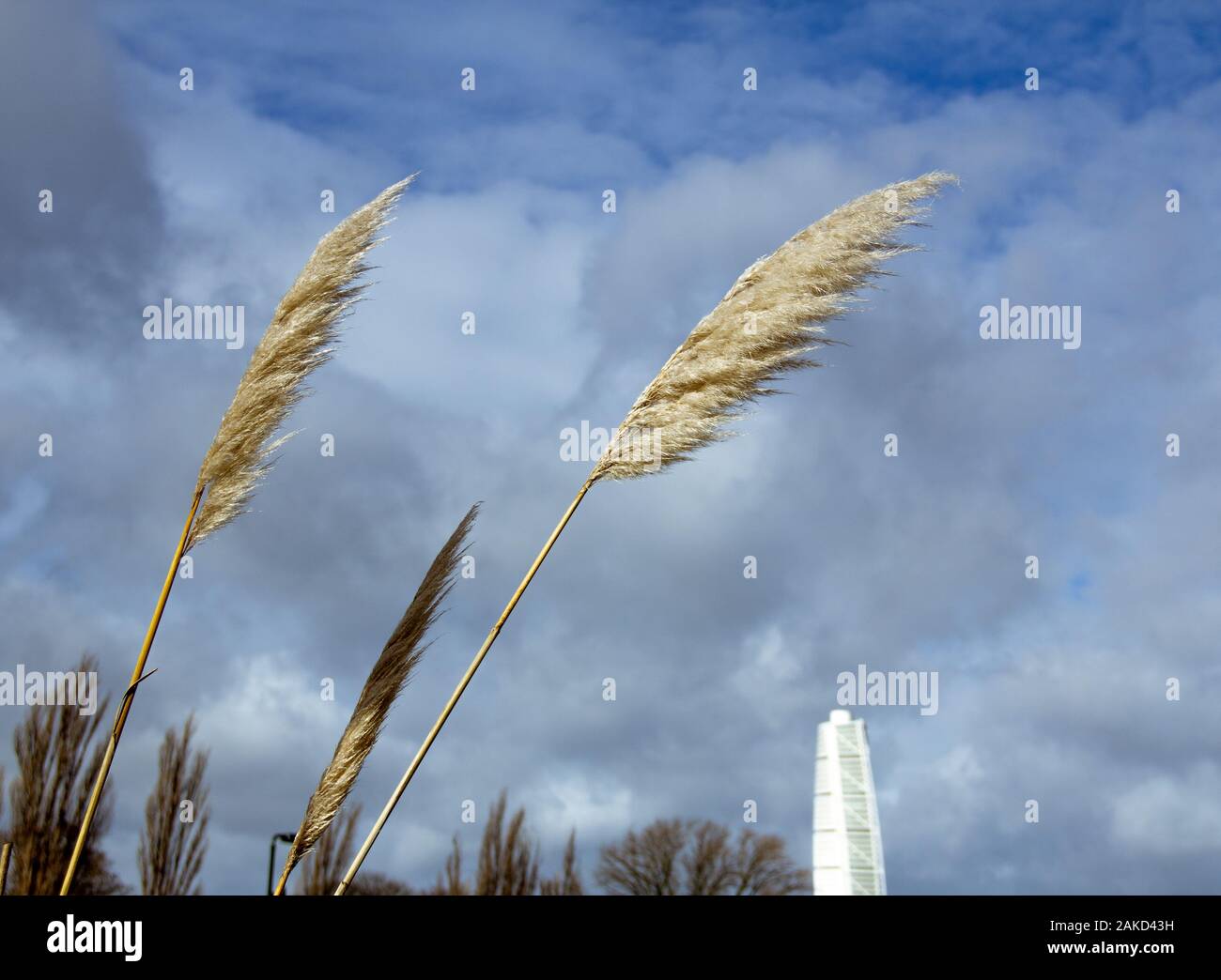 Reed field blowing in wind hi-res stock photography and images - Alamy