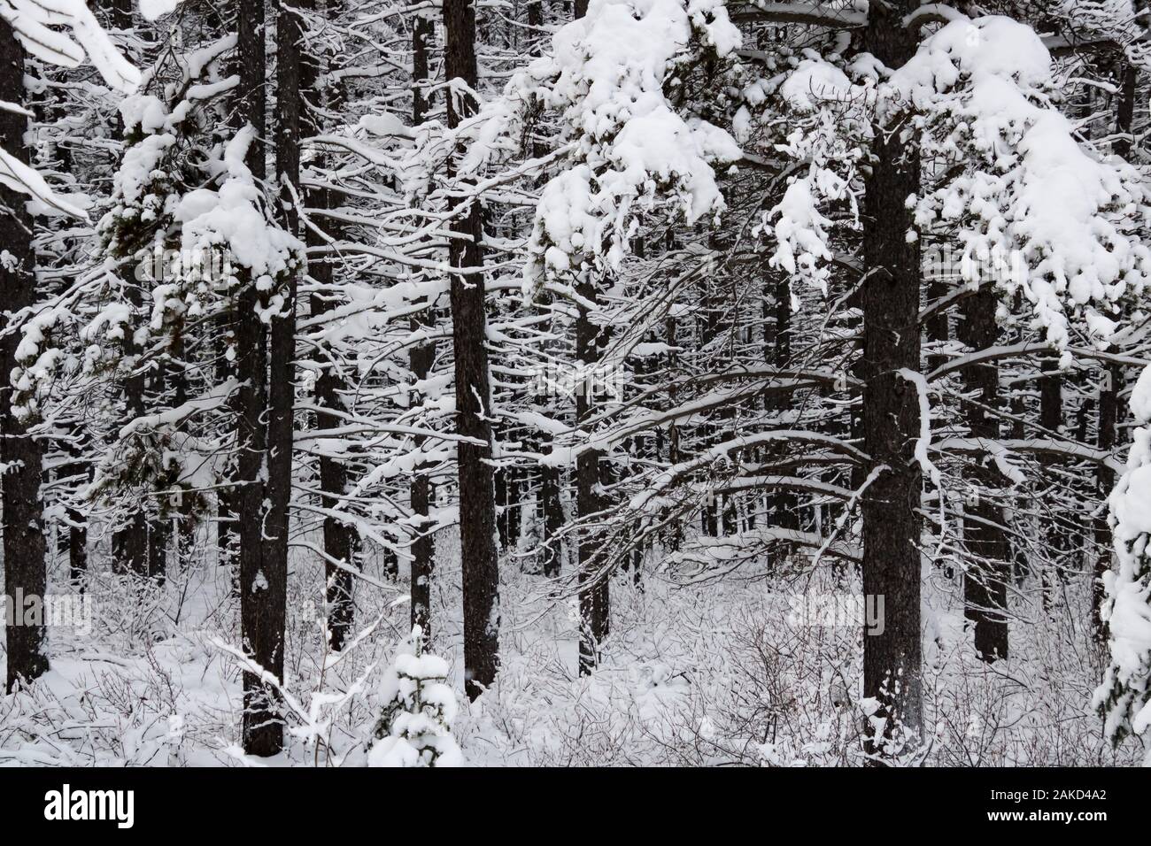 Evergreen tree with drooping branches hi-res stock photography and ...