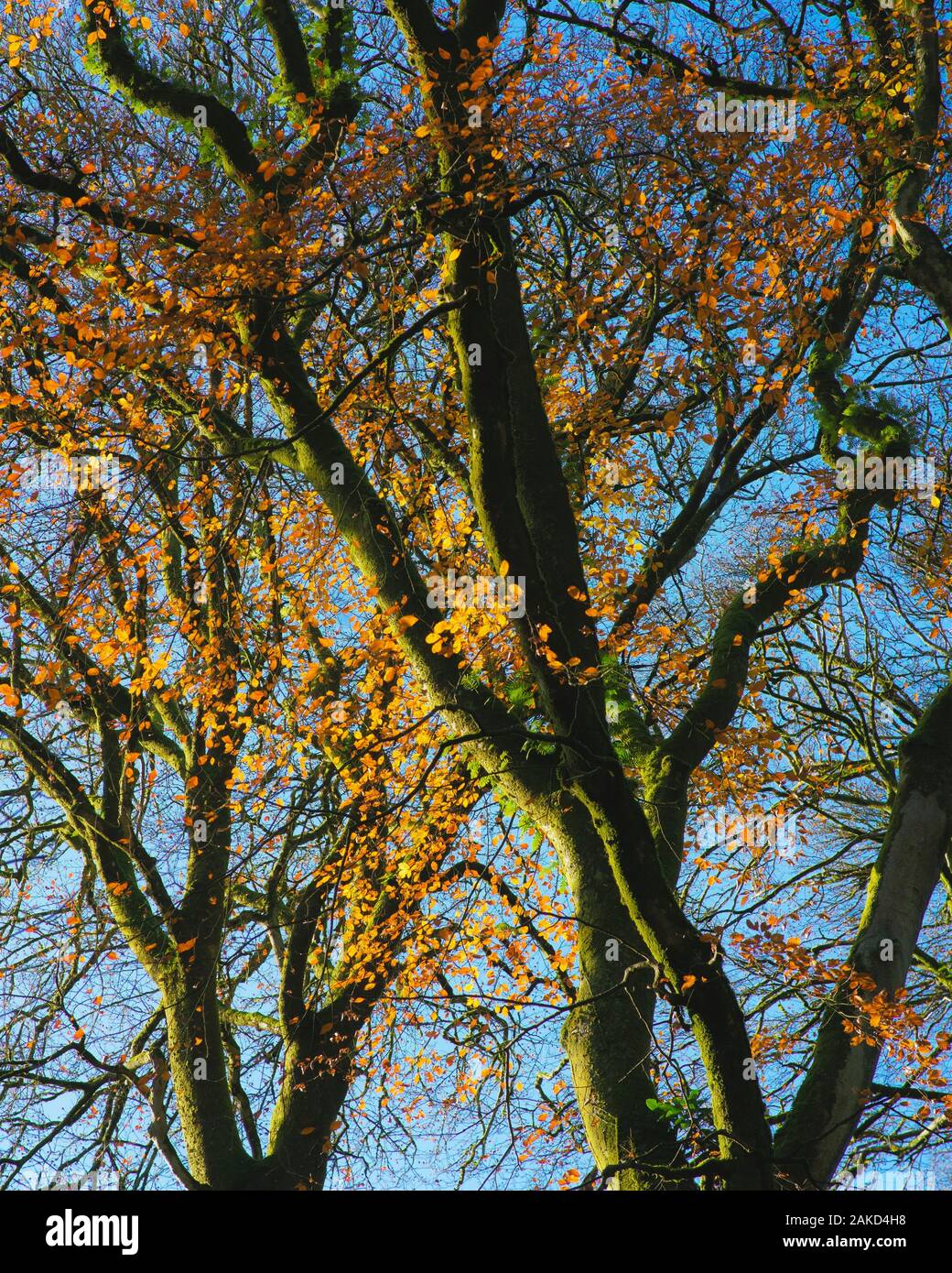 Autumnal trees, golden leaves ablaze and back lit by the sun like fire ...