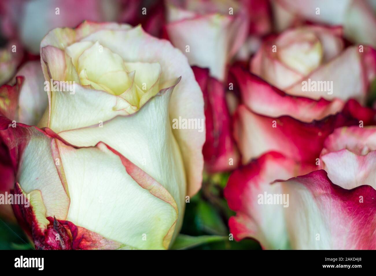 Beautiful large bouquet of yellow-red roses on dark background. Nature ...