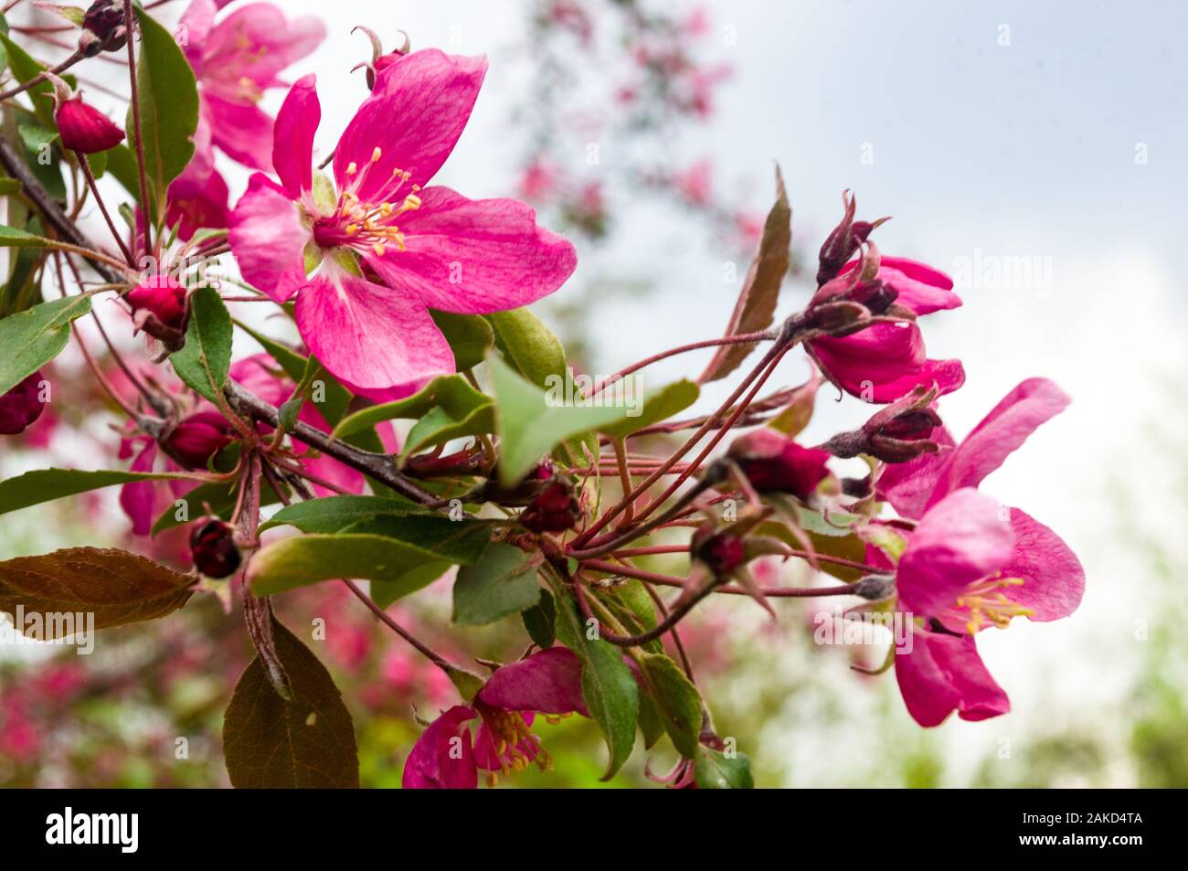 Background blooming beautiful pink cherries in raindrops on a sunny day ...
