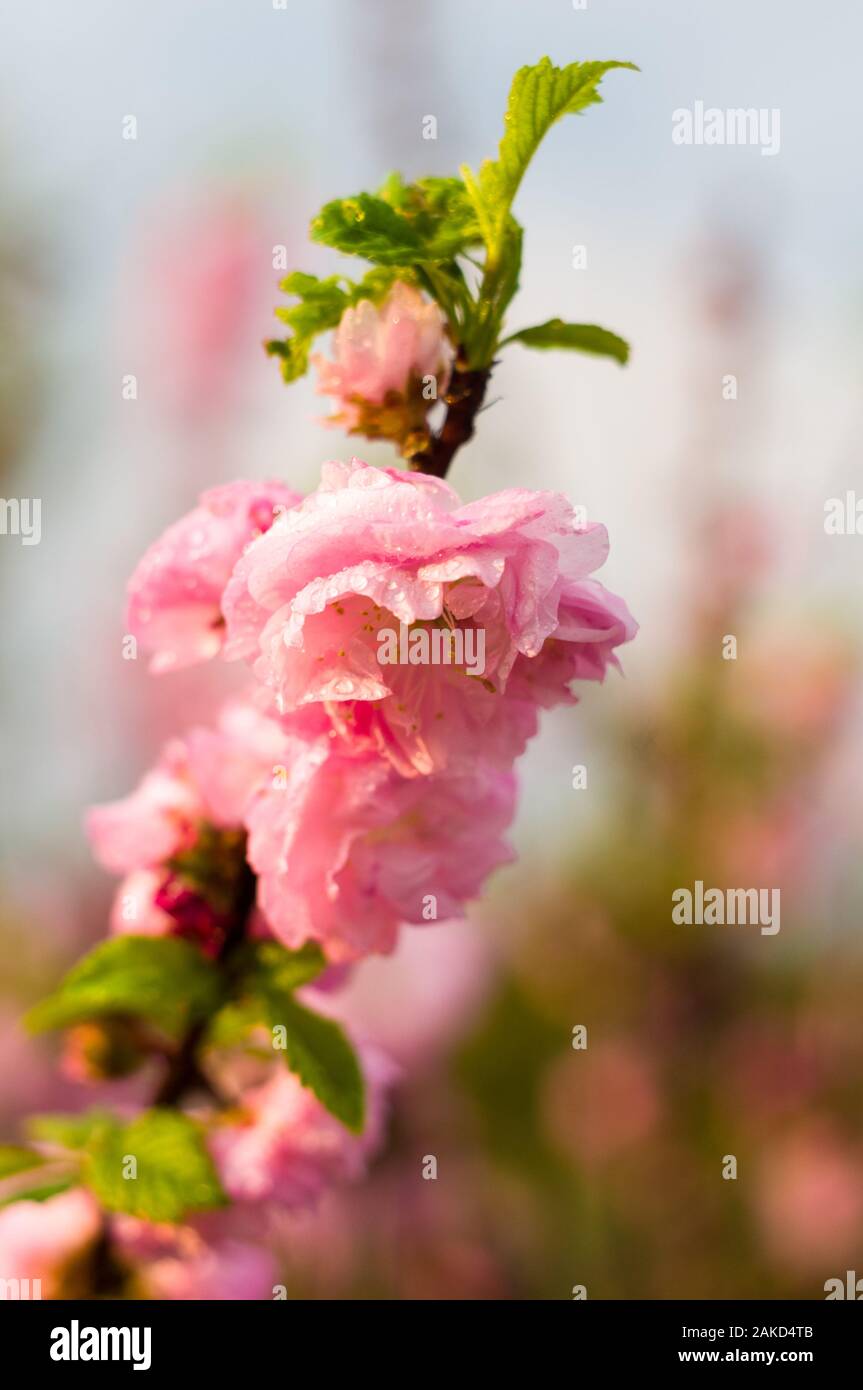 Background blooming beautiful pink cherries in raindrops on a sunny day ...