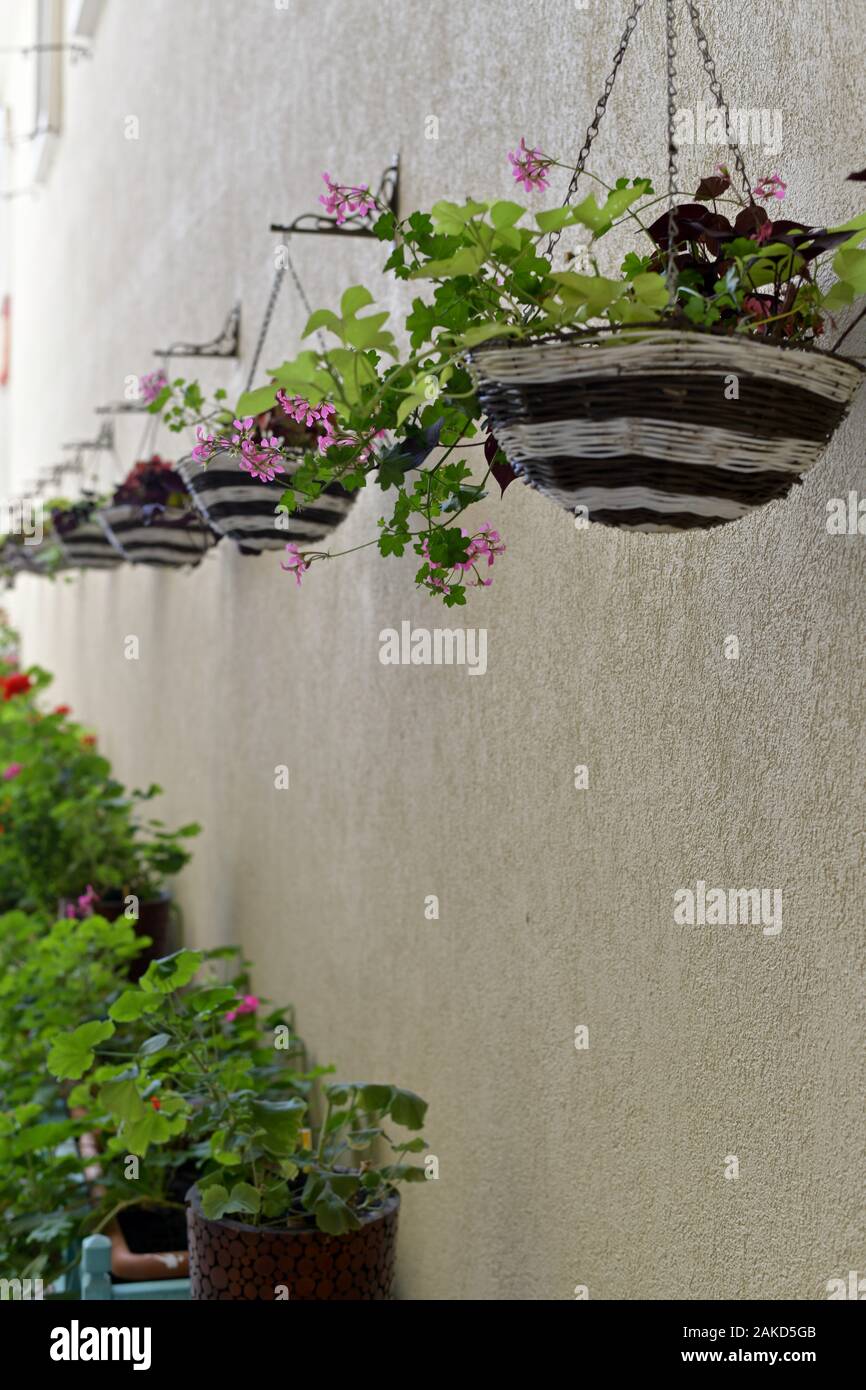 Long flower pot hi-res stock photography and images - Alamy