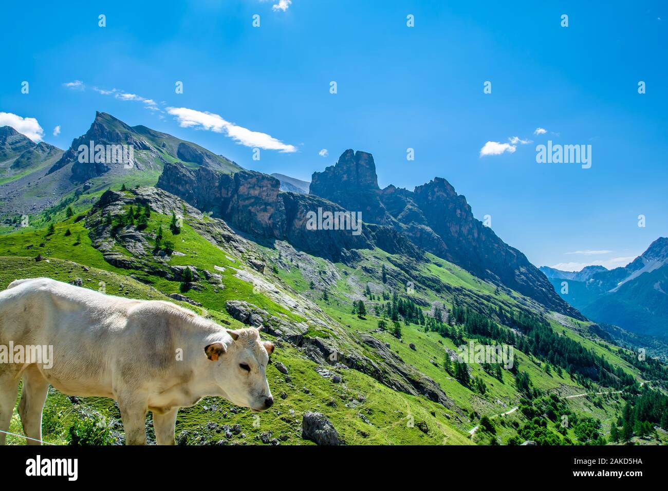 The upper Maira Valley, in the province of Cuneo, in southern Piedmont ...