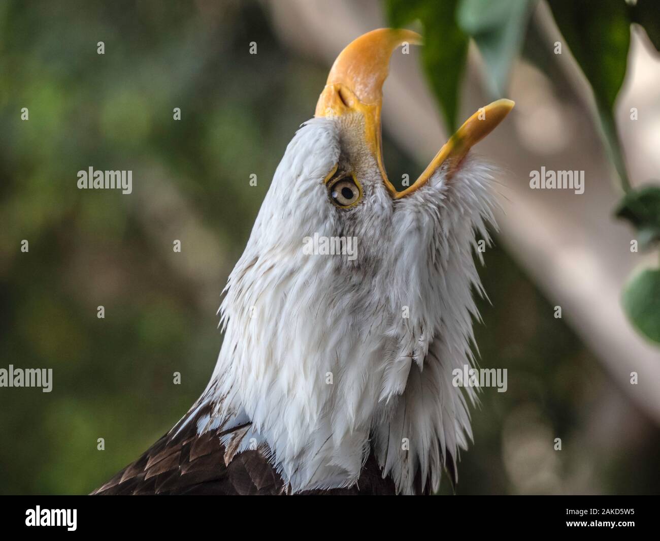 Eagle Beak Open
