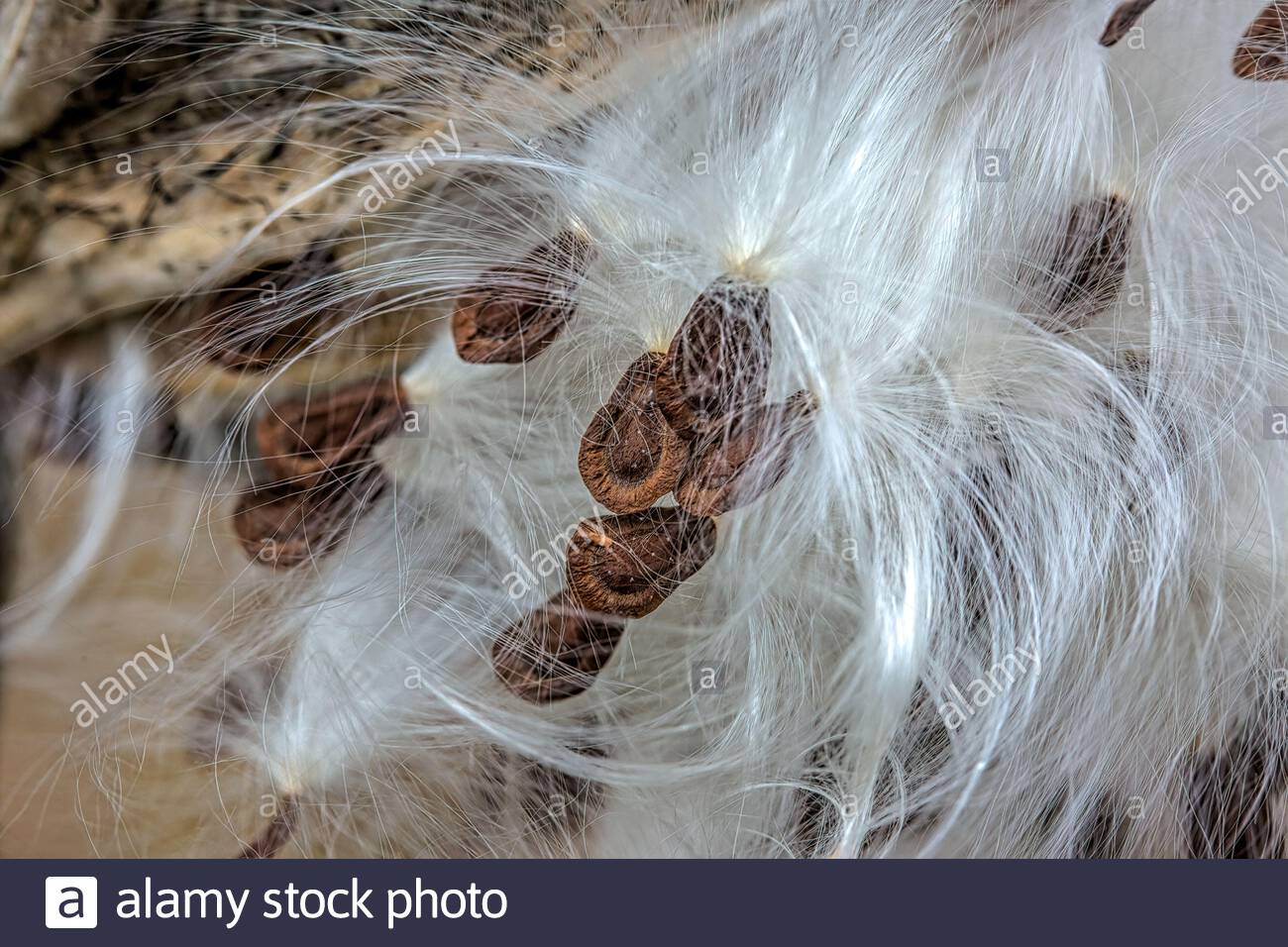 Explode Seed High Resolution Stock Photography and Images - Alamy