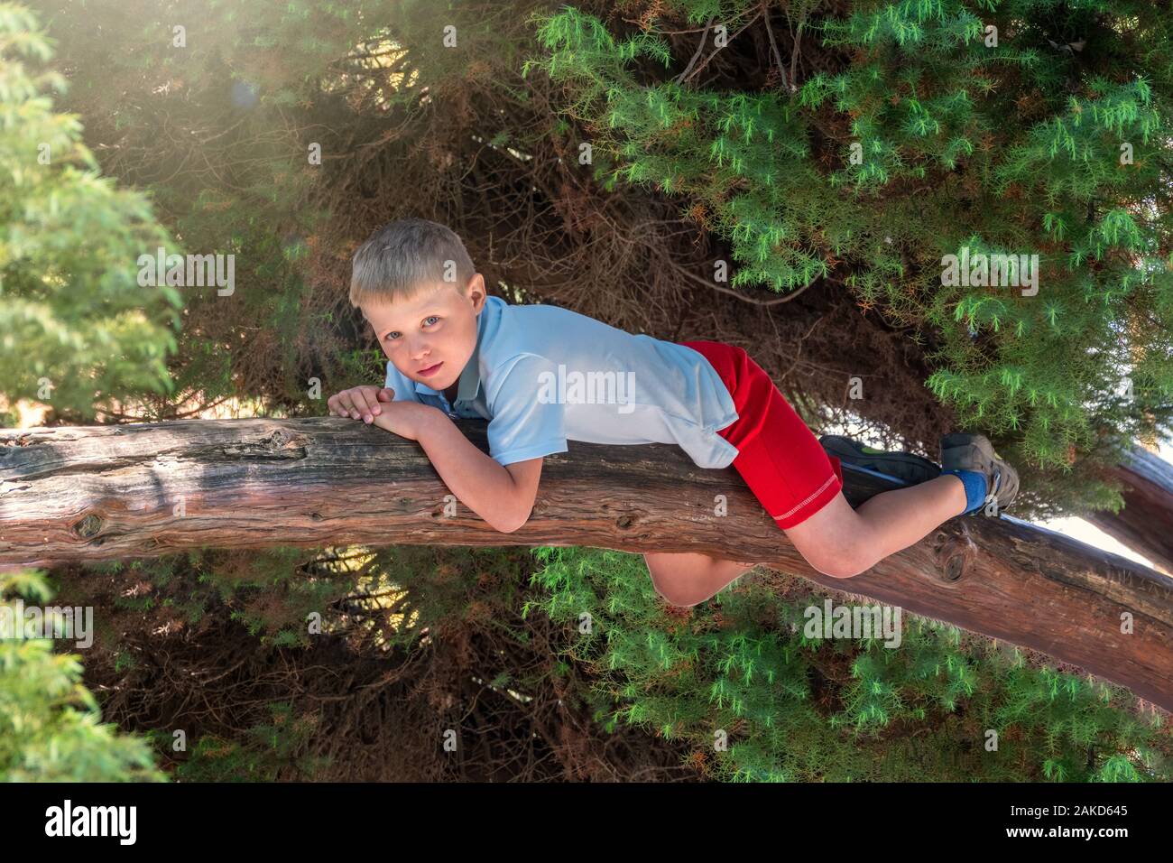A little boy climbed a tree and rests. The boy lies on a thick branch ...