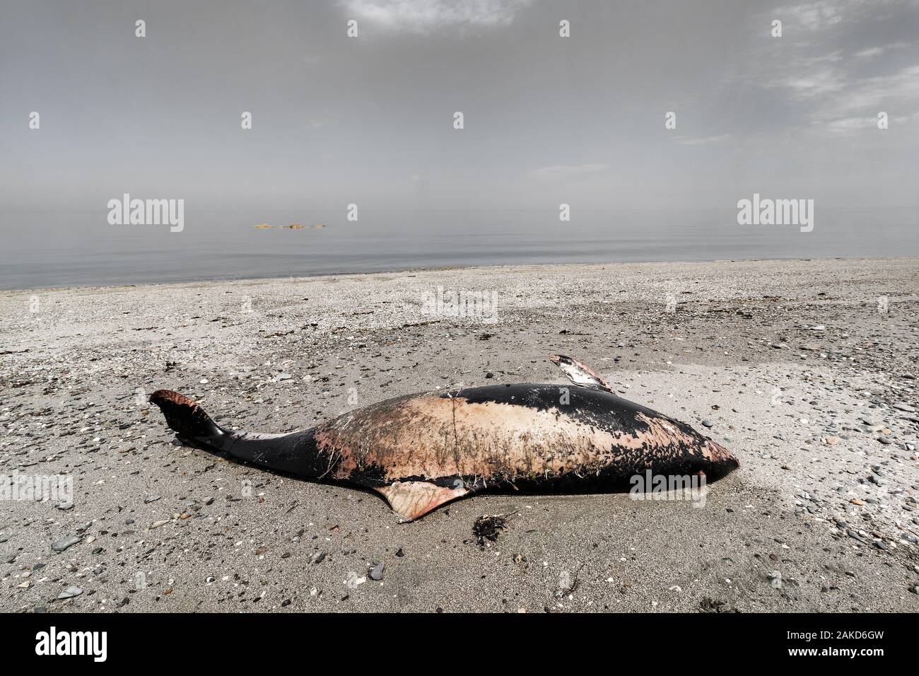 Dead dolphin on sandy beach Stock Photo - Alamy