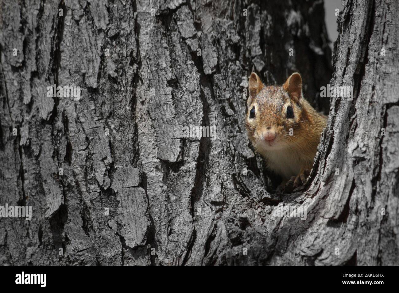Chipmunk peeking out of hole in a tree Stock Photo - Alamy