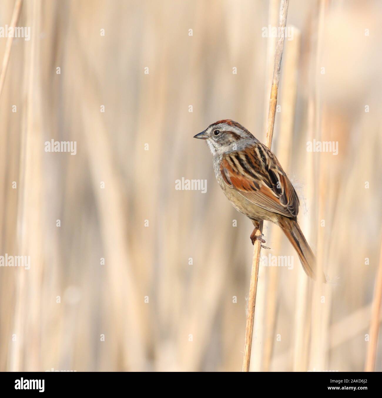 Swamp Sparrow High Resolution Stock Photography and Images - Alamy