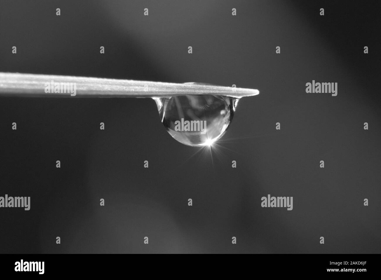 Sparkling water drop on grass blade Stock Photo - Alamy