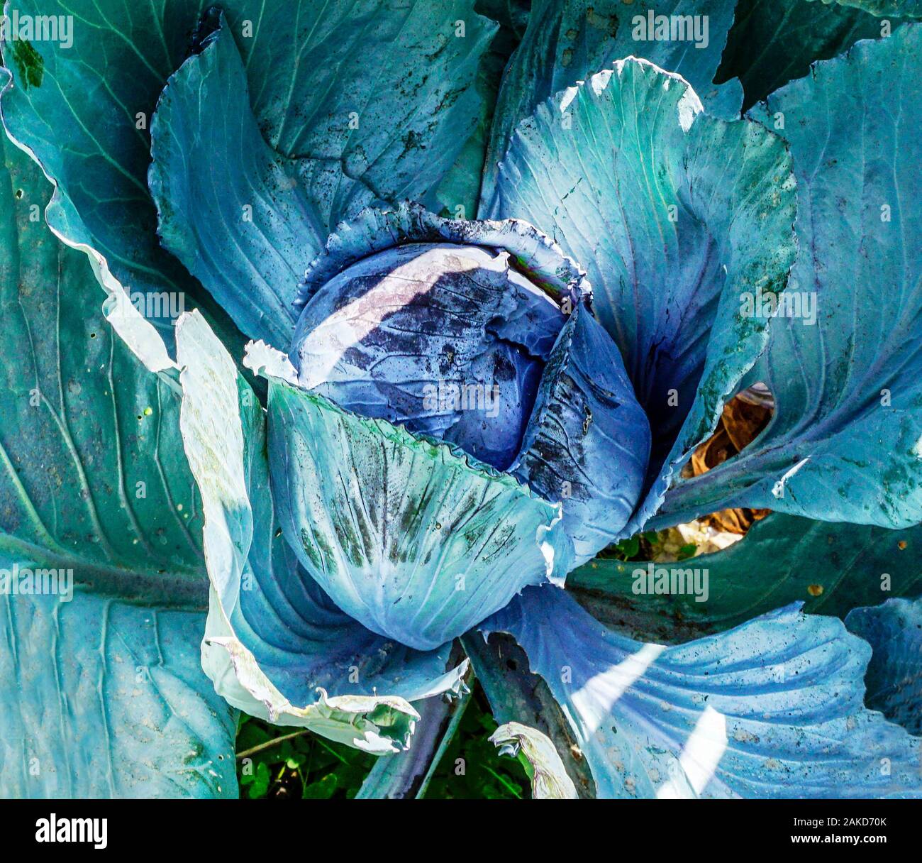 Spring greens cabbage hi-res stock photography and images - Alamy