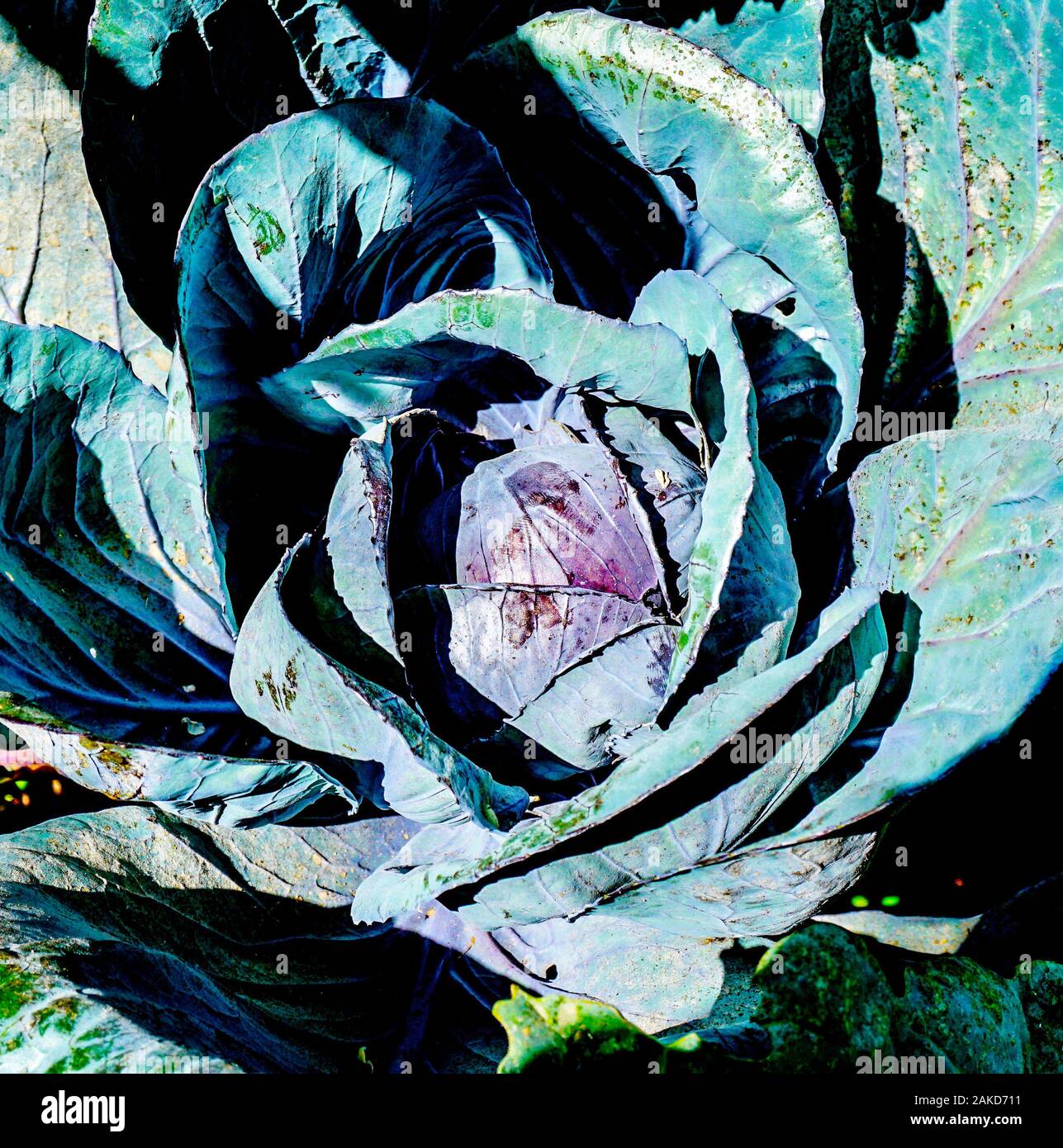 Spring greens cabbage hi-res stock photography and images - Alamy