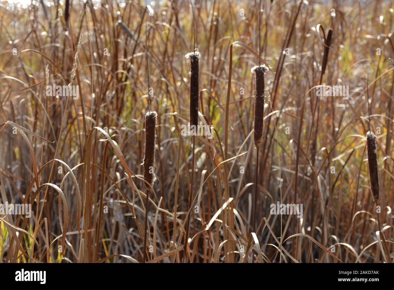 Cat tails in brown wetland in autumn Stock Photo - Alamy