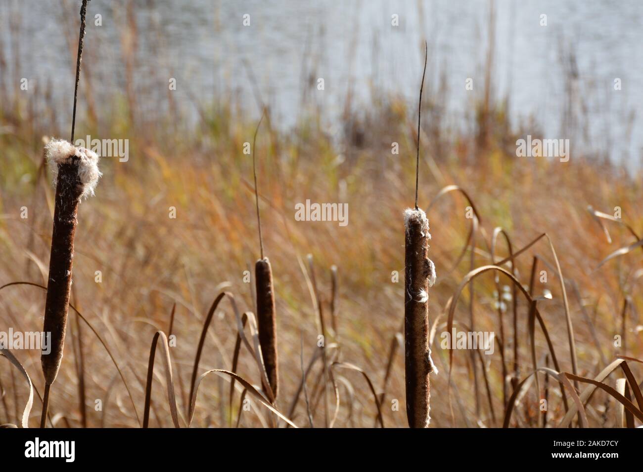 Cat tails in brown wetland in autumn Stock Photo - Alamy