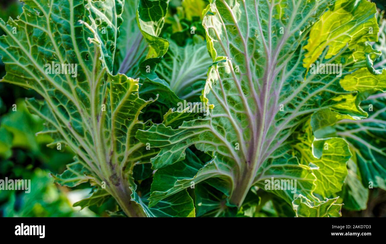 Spring greens cabbage hi-res stock photography and images - Alamy