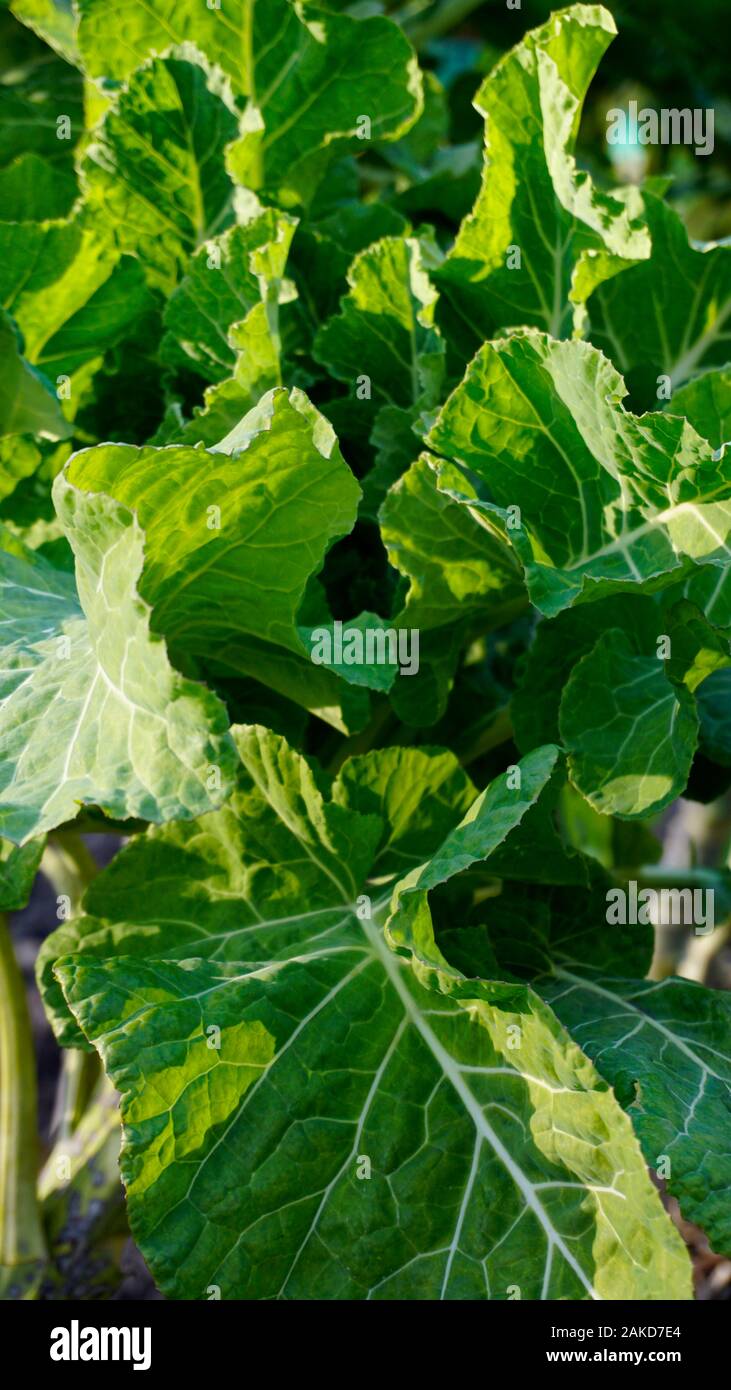 Cabbage leaves closeup Stock Photo - Alamy