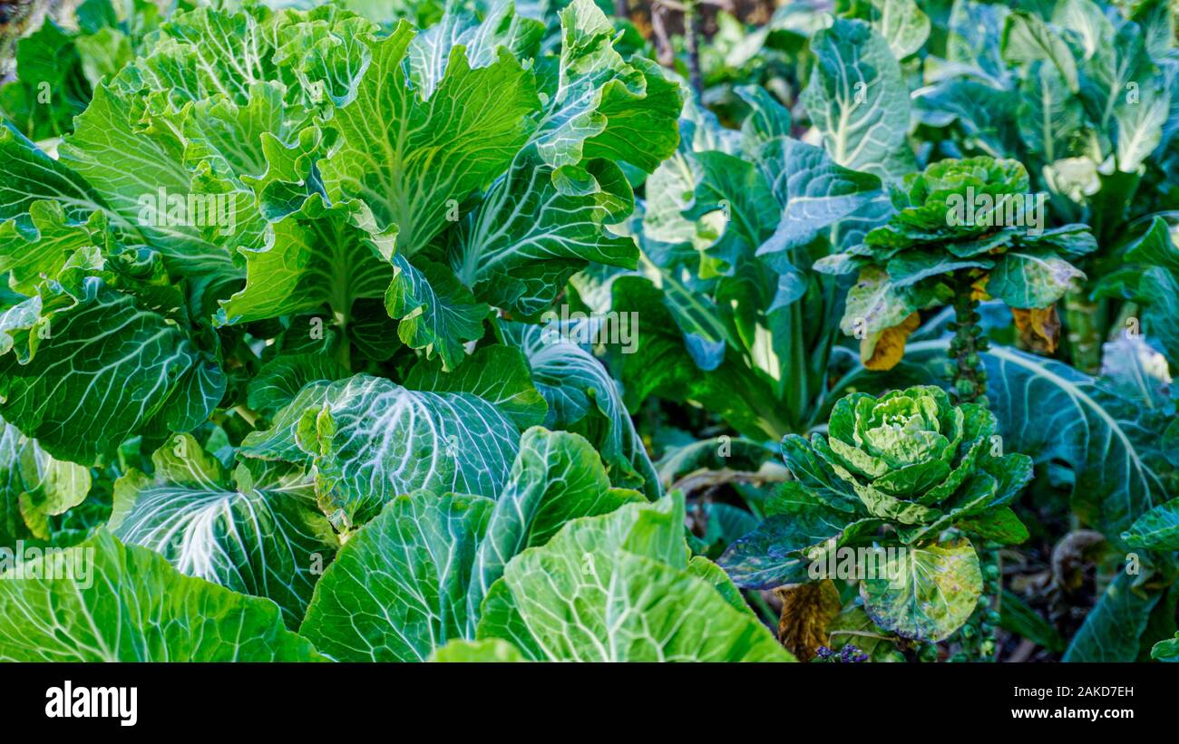 Veggie leaves hi-res stock photography and images - Alamy