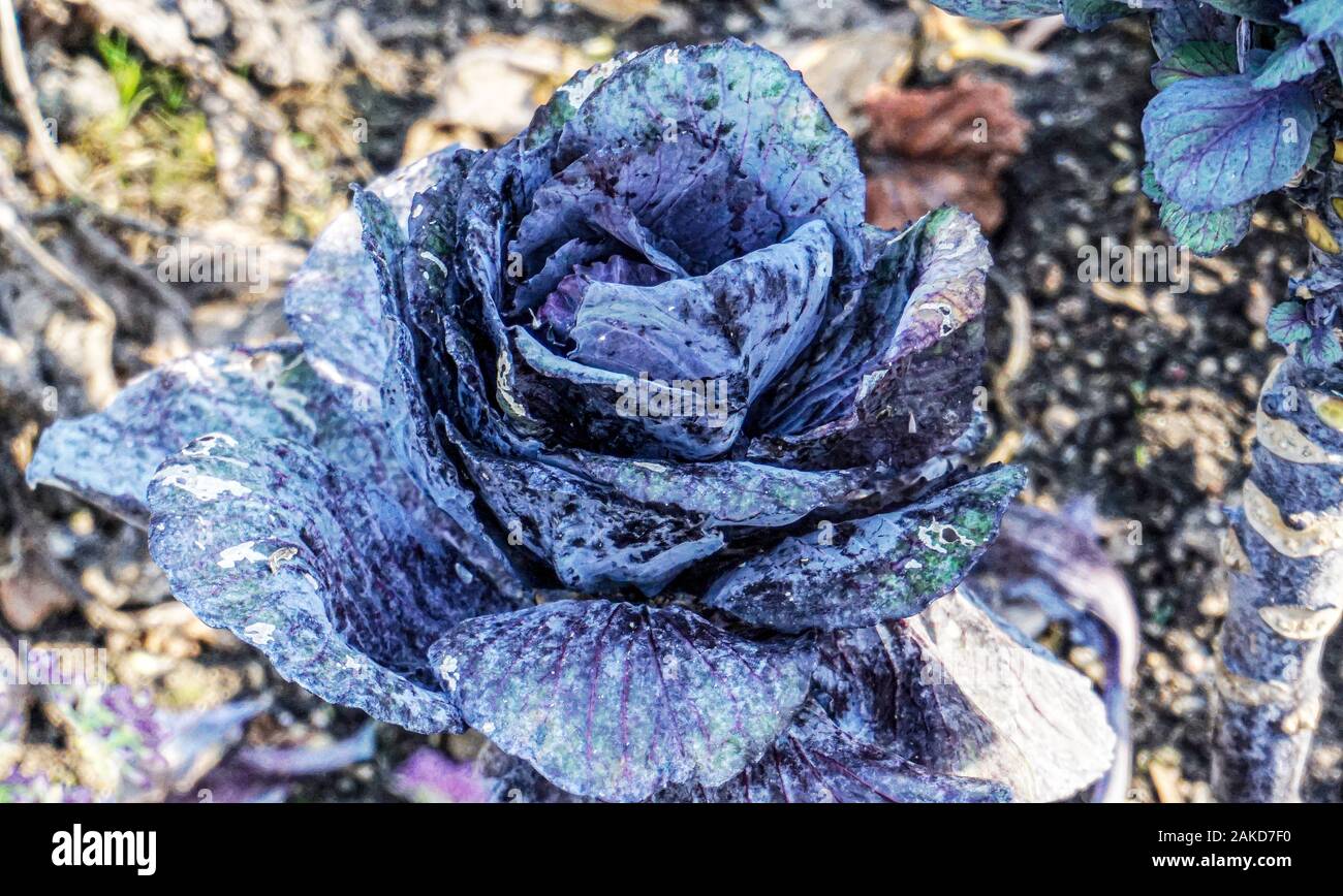 Purple cabbage closeup 2 Stock Photo - Alamy