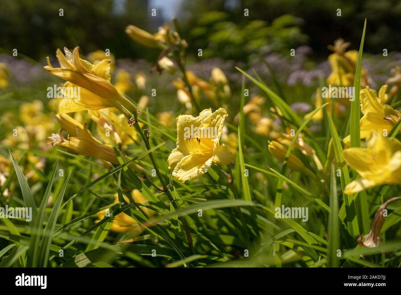 Chicago plants hi-res stock photography and images - Alamy